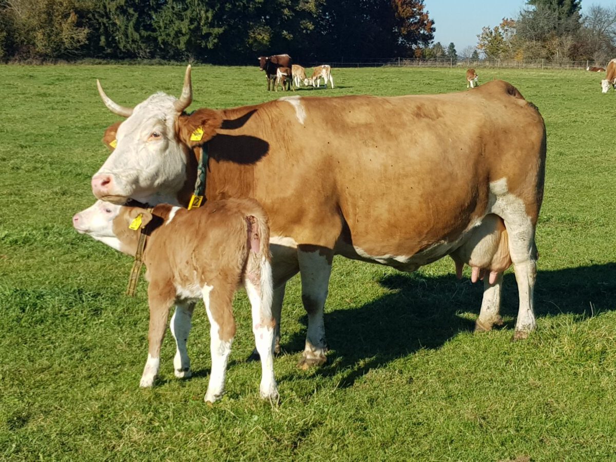 Kuh und Kalb gehören zusammen! - Leben mit ...